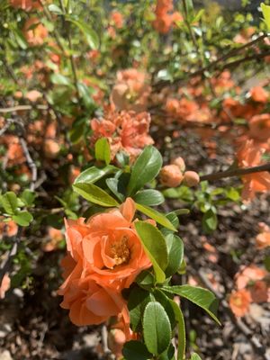CLOVIS BOTANICAL GARDEN - 434 Photos & 19 Reviews - Botanical Gardens ...