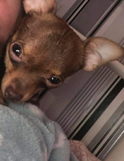 THE IRISH RAPTOR RESEARCH CENTRE - Updated April 2025 - Ballymote ...