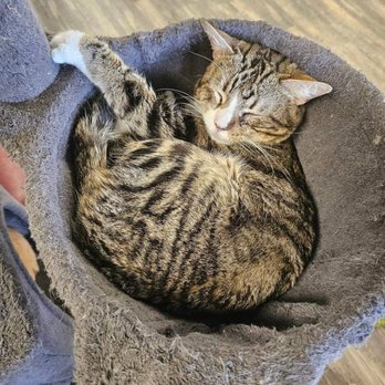 MOCHAS AND MEOWS - Updated July 2025 - 137 Photos & 83 Reviews - 3265 ...