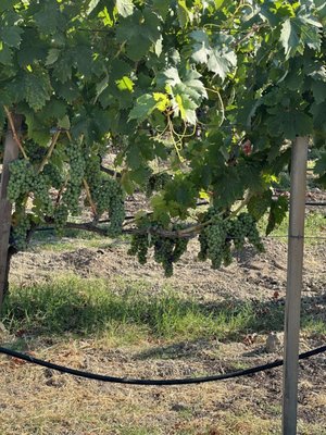 CROIX ESTATE WINERY - Updated January 2025 - 25 Photos & 10 Reviews ...