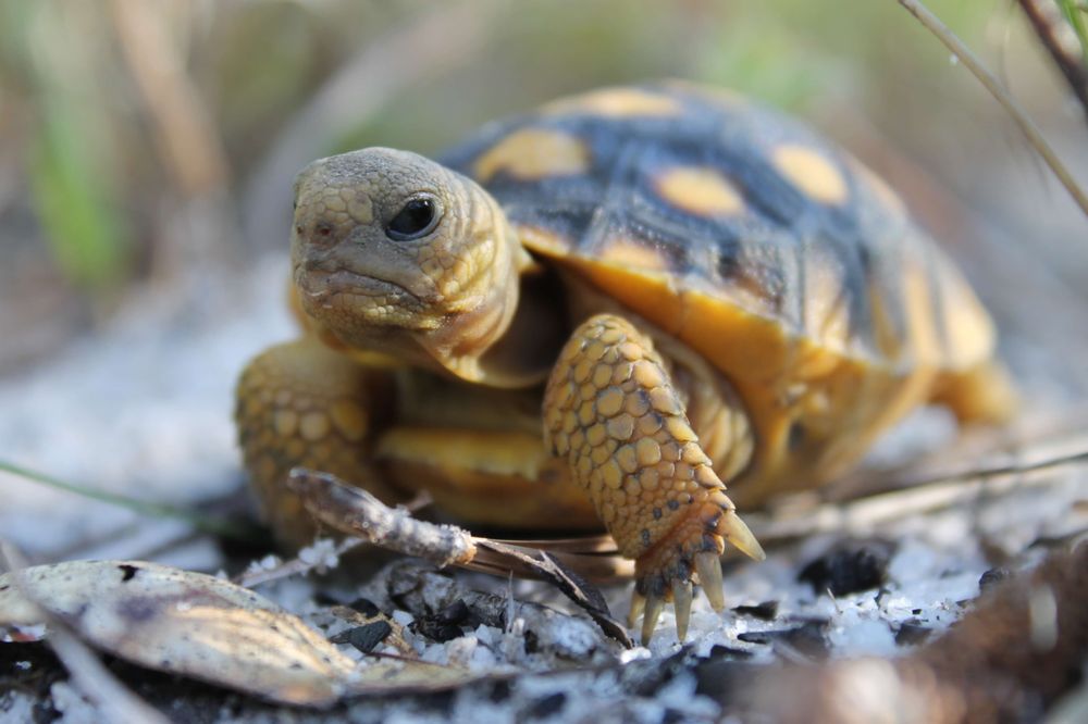 AUTHORIZED GOPHER TORTOISE REMOVE AND RESCUE AGENT - Updated December ...