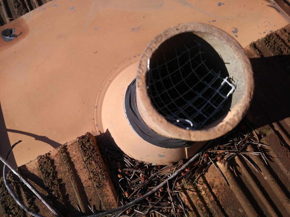 THE RODENT BUSTERS 2 - Updated June 2024 - 26 Photos - Modesto ...