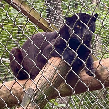 TIGER WORLD - Updated January 2026 - 438 Photos & 118 Reviews - 4400 ...