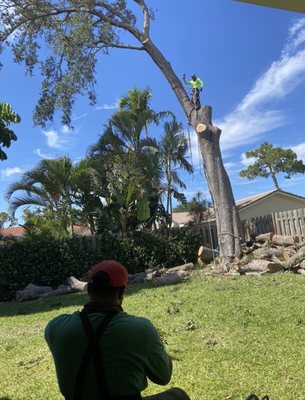 BOCA TREE SERVICE - Updated November 2025 - 12 Reviews - Boca Raton ...