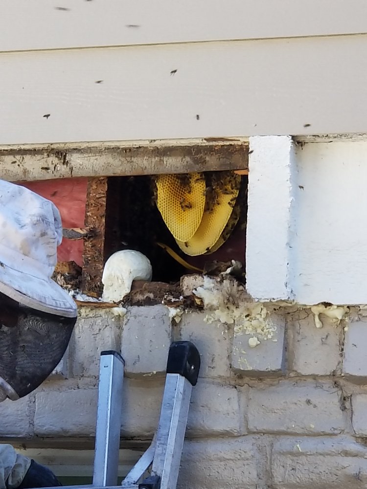 BEE SAFE BEE REMOVAL - 91 Photos & 65 Reviews - 3419 Westminster Ave ...