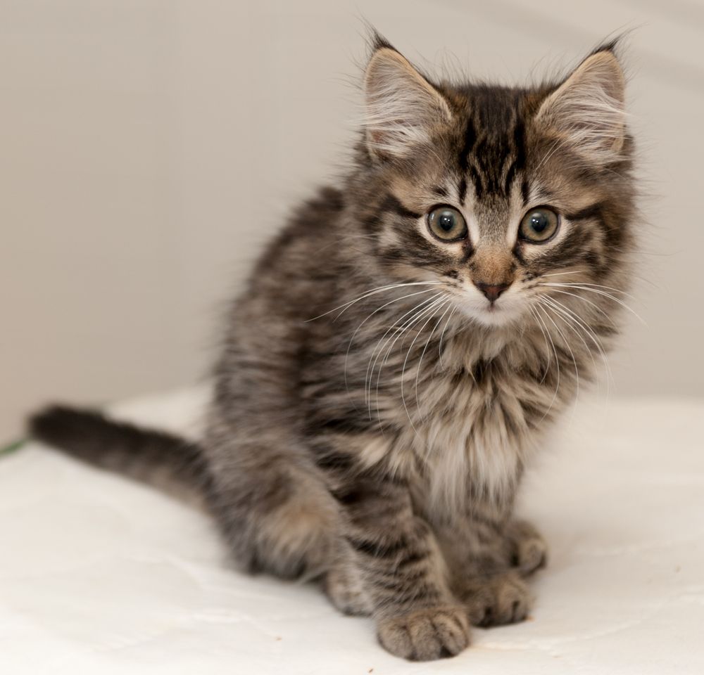 ISLAND CAT RESOURCES & ADOPTION - Updated November 2025 - 23 Photos ...