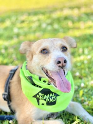 THE ANIMAL PAD - 276 Photos & 184 Reviews - San Diego, California - Pet ...