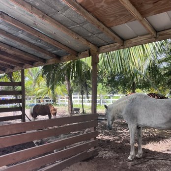 BLUE LAGOON FARM MIAMI - 63 Photos & 31 Reviews - 14451 SW 252nd St ...