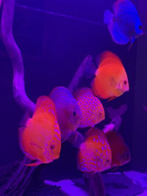 JACK WATTLEY DISCUS - 46 Photos & 20 Reviews - 6944 NE 4th Ave, Miami ...