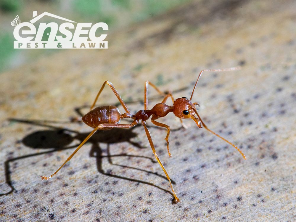 ENSEC PEST & LAWN - Updated December 2025 - 11 Photos - 2507 Commercial ...