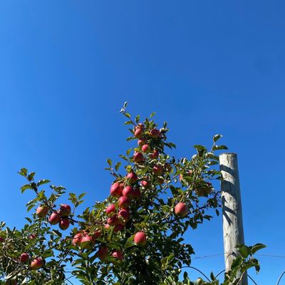 TOUGAS FAMILY FARM - Updated September 2024 - 340 Photos & 192 Reviews ...