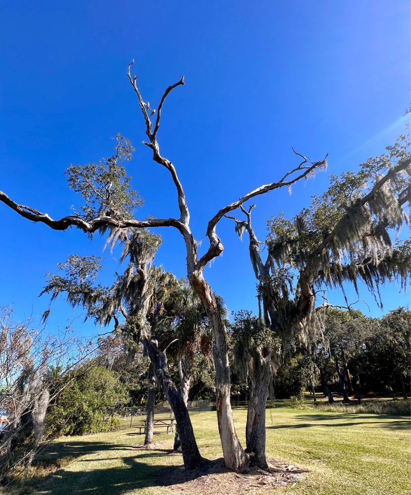 REED PARK - Updated July 2025 - 10 Photos - 4398 N Riverside Dr, Tampa ...