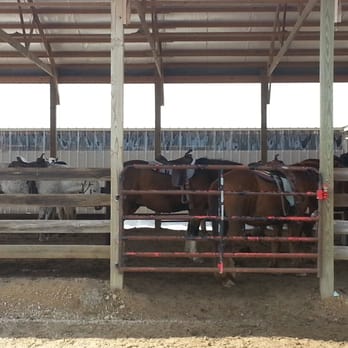 SHENANDOAH RIDING CENTER - Updated March 2024 - 45 Photos & 50 Reviews ...
