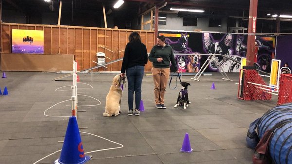 CANINE COMPLEX & FRIENDS - Updated November 2025 - 125 Arthur St ...