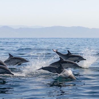 SANTA BARBARA WHALE WATCH - Updated November 2025 - 51 Photos & 28 ...