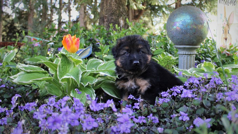 WINDRIDGE GERMAN SHEPHERDS - Updated July 2025 - Junction City, Oregon ...