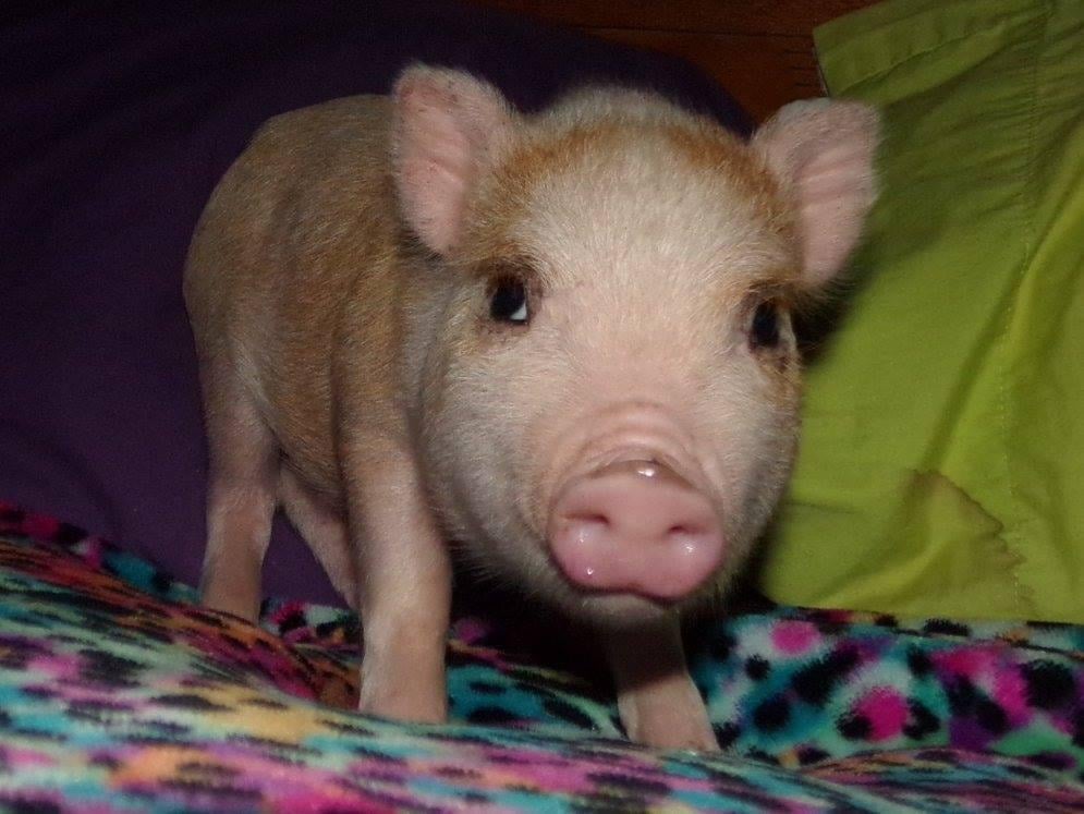 PEEWEE PIGLETS - Updated September 2025 - 13 Photos - 790 Mcnairy Dr ...