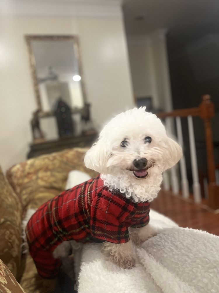 A FANCY PUP - Updated December 2025 - 38 Photos & 41 Reviews - 4178 ...