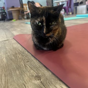 PHX CAT CAFE - Updated February 2025 - 504 Photos & 148 Reviews - 147 E ...