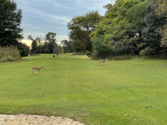 SHELBY GOLF COURSE - 25 Photos & 20 Reviews - Golf - 2021 Fatherland St ...