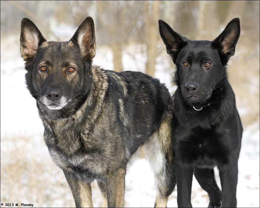 M PLONSKY K9 BEHAVIOR CONSULTS - Updated December 2025 - 3232 Echo ...