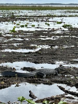 CROC ENCOUNTERS - Updated December 2025 - 316 Photos & 154 Reviews ...