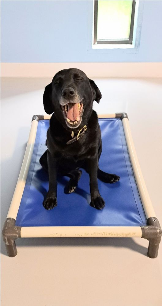 THE COOL DOG COUNTRY CLUB - Updated July 2025 - 18 Photos - 3357 ...