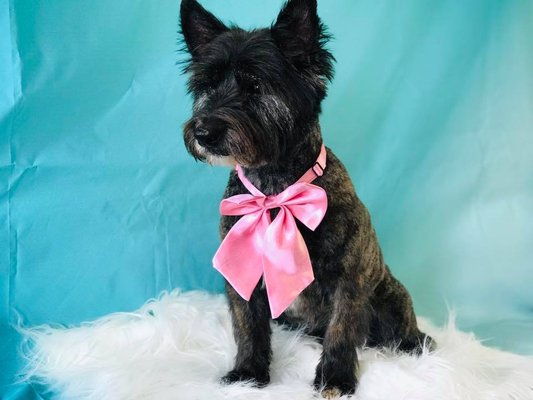 DEE DEE DOG GROOMING - Updated May 2025 - 60 Photos - Mullicourt Road ...