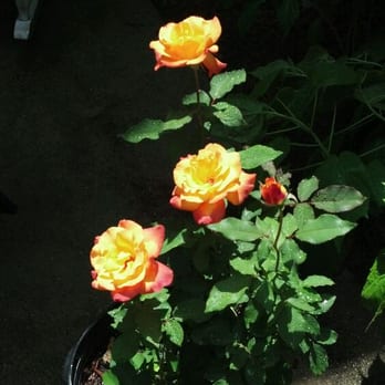 WITHERSPOON ROSE CULTURE - Updated December 2025 - 19 Photos & 10 ...