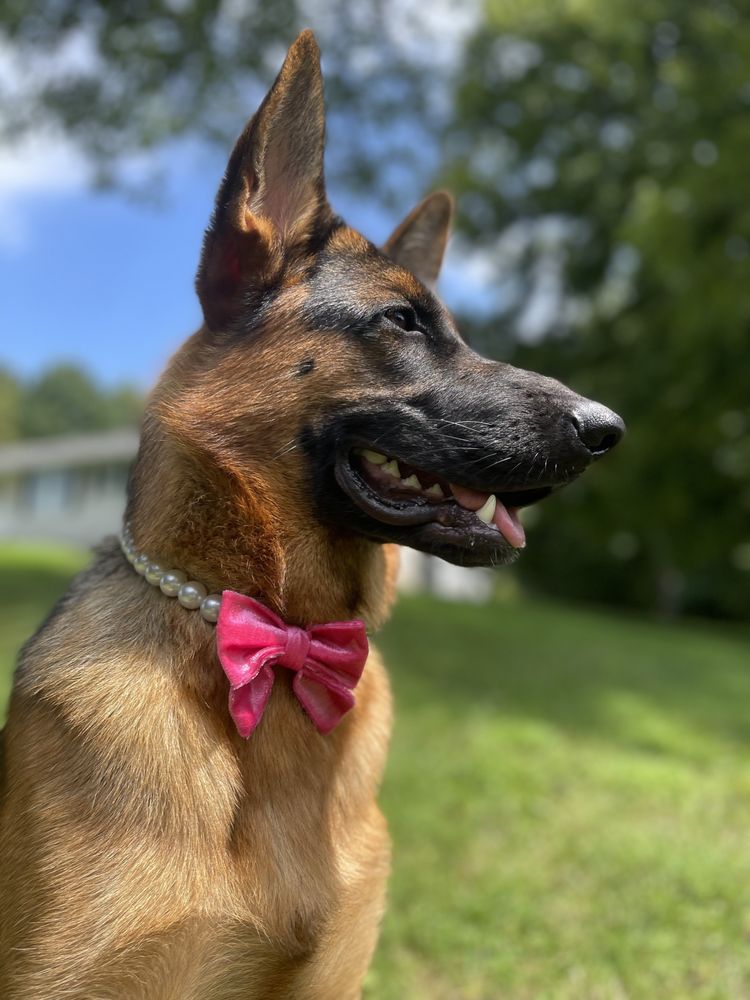 FALLS ROAD ANIMAL HOSPITAL - Updated September 2024 - 47 Photos & 278 ...