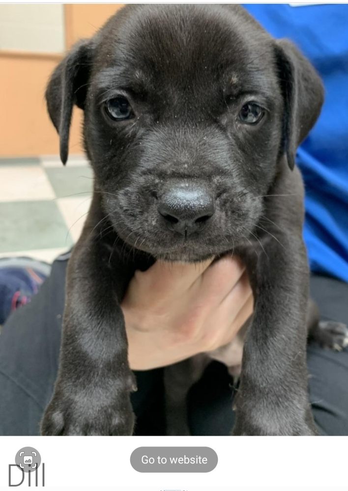 SPCA FLORIDA - Updated December 2024 - 90 Photos & 61 Reviews - 5850 ...