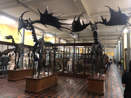 NATIONAL MUSEUM OF IRELAND- NATURAL HISTORY - 151 Photos & 31 Reviews ...