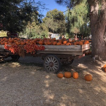 Banducci’s Family Pumpkin Patch - 64 Photos & 30 Reviews - Pumpkin ...