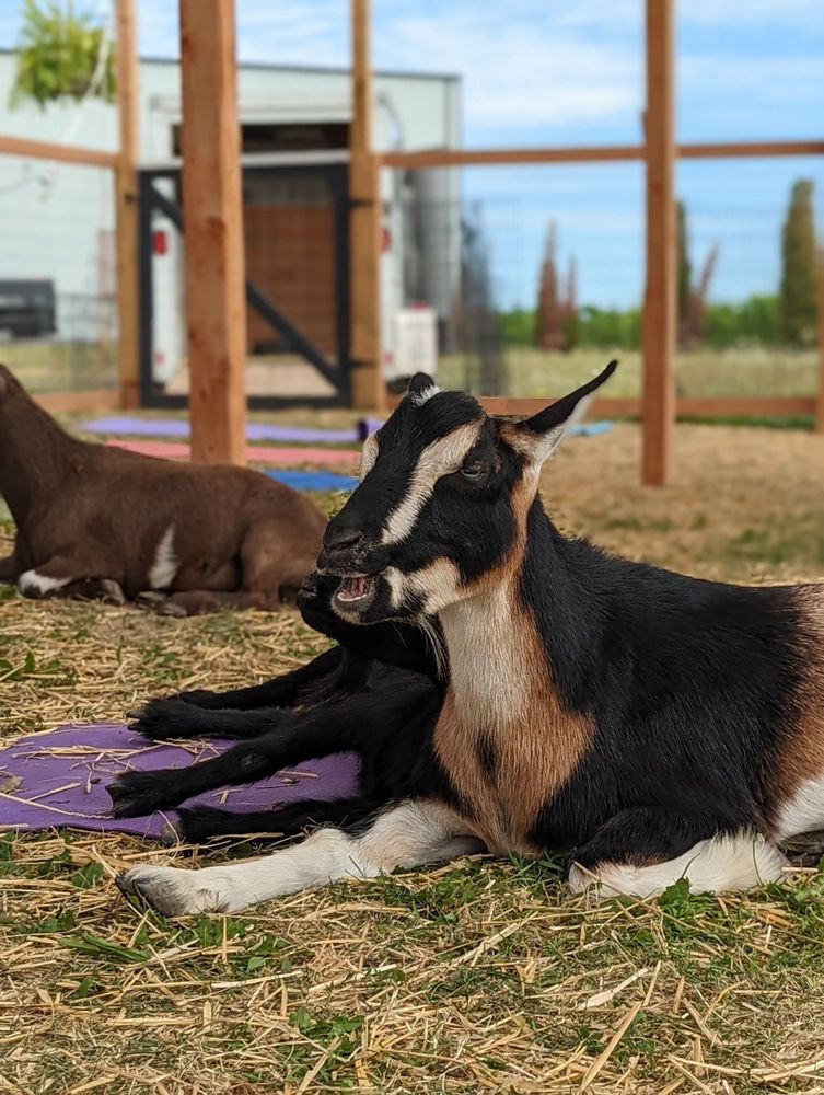 FOX DEN GOAT YOGA - Updated December 2025 - 111B Garrison Village Drive ...