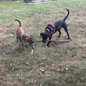 MACOMB COUNTY ANIMAL CONTROL - Updated September 2025 - 19 Photos & 18 ...