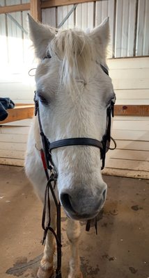 CROSS CREEK STABLES - Updated November 2025 - 76 Photos & 11 Reviews ...