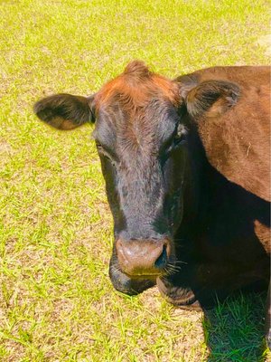 UNCLE DONALD’S FARM - Updated December 2025 - 17 Photos & 12 Reviews ...