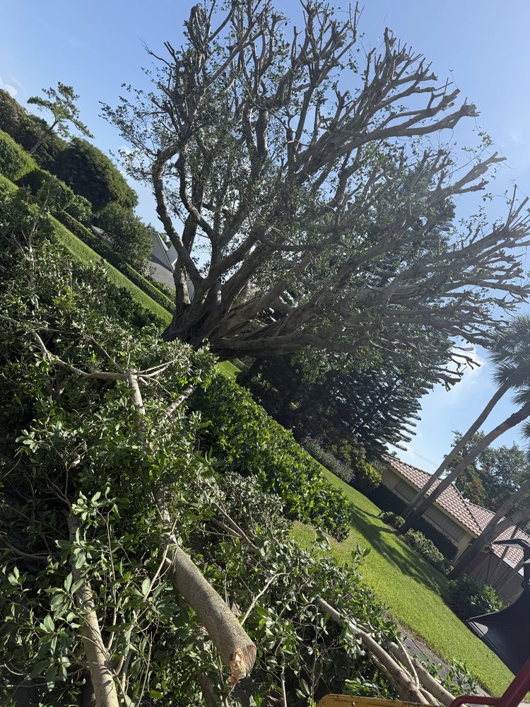 SOUTH FLORIDA TREE TRIMMING - Updated September 2025 - West Palm Beach ...