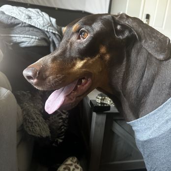 ALTA LOMA ANIMAL HOSPITAL - Updated July 2024 - 137 Photos & 338 ...