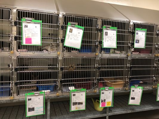 EVERETT ANIMAL SHELTER - Updated January 2026 - 20 Photos & 82 Reviews ...