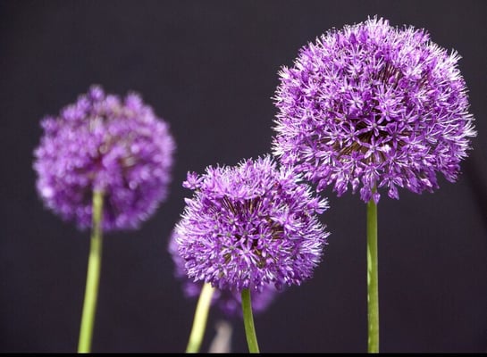 ASHTOWN CASTLE VISITOR CENTRE - Phoenix Park, Co. Dublin, Republic of ...