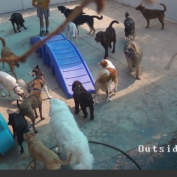 Dog Boarding Clayton Nc