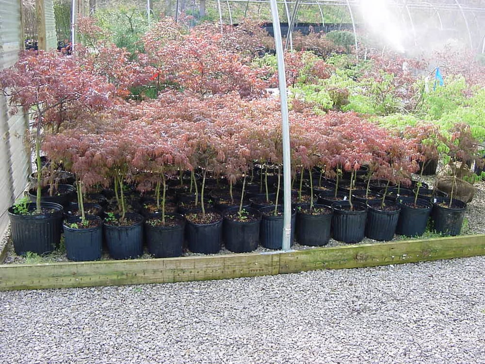 SHOURDS WHOLESALE NURSERY - Updated May 2025 - 5115 Millersburg Rd ...