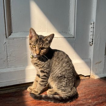 ROSE BRIDGE FARM & SANCTUARY - Updated July 2025 - 231 Photos & 83 ...