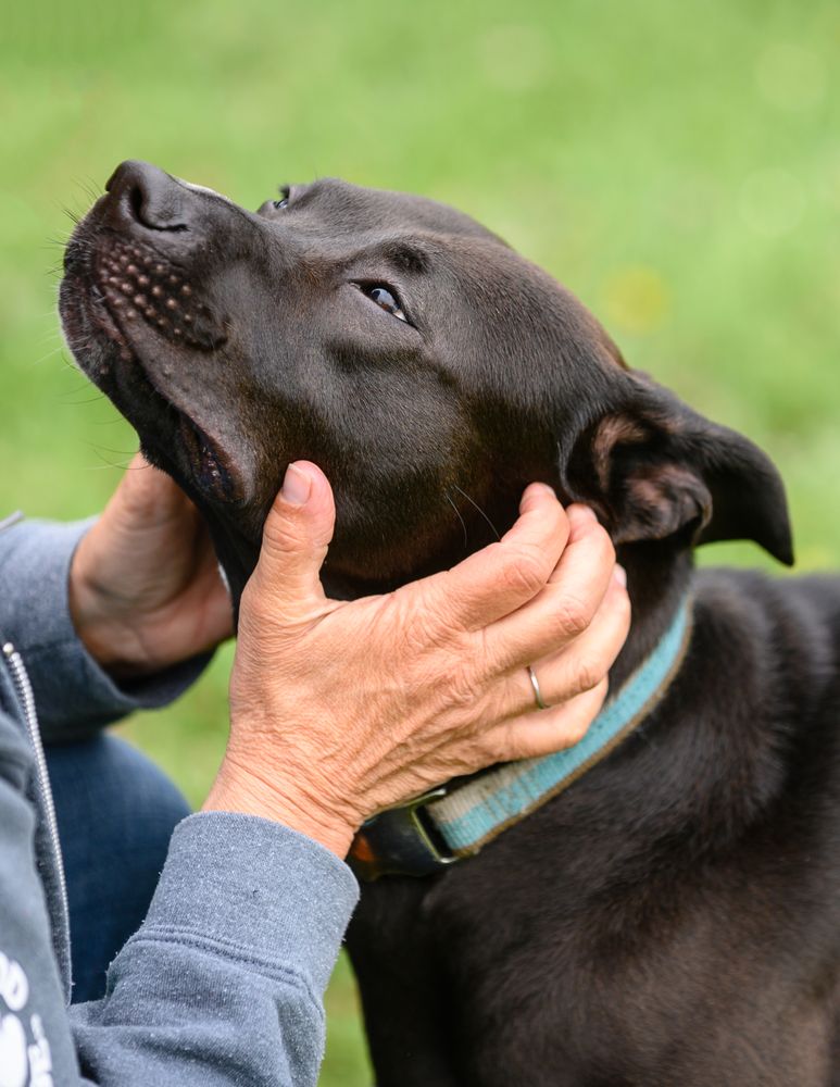 HUMANE SOCIETY OF CHITTENDEN COUNTY - Updated August 2025 - 14 Reviews ...