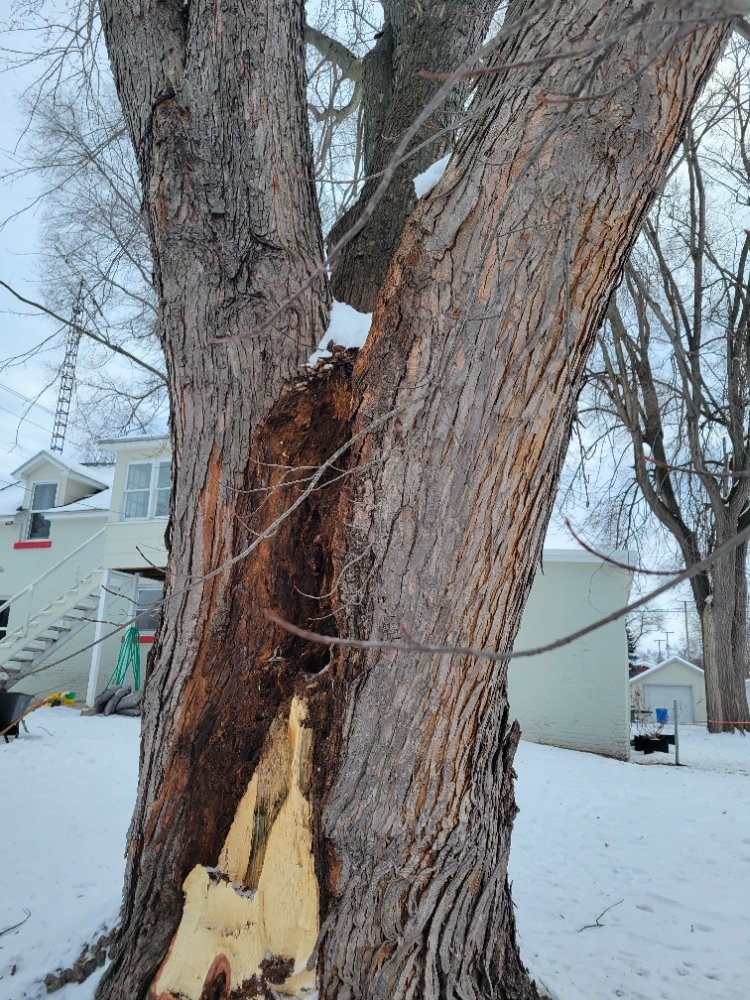 DROP ZONE TREE CARE | Request a Quote | 8331 N Bulgrin Rd, Portage ...