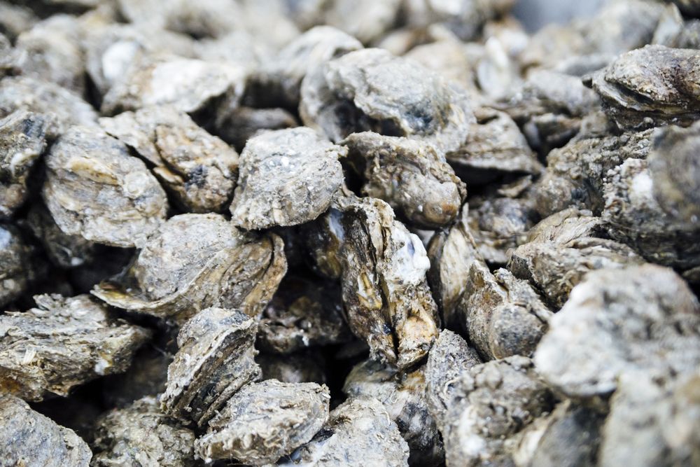 JERI’S SEAFOOD - Updated October 2025 - 136 County Dock Rd, Anahuac ...