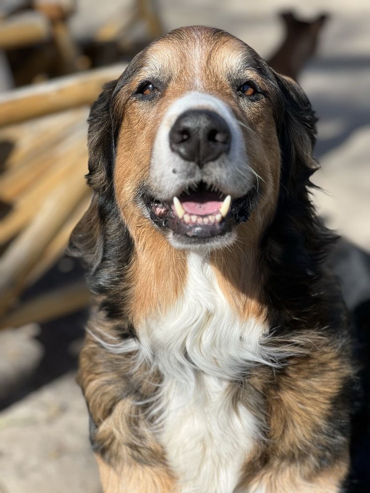 ARROWHEAD ANIMAL HOSPITAL, PC - Updated May 2026 - 18 Photos & 75 ...