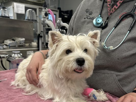 CAPE VETERINARY HOSPITAL - Updated December 2025 - 47 Photos & 41 ...