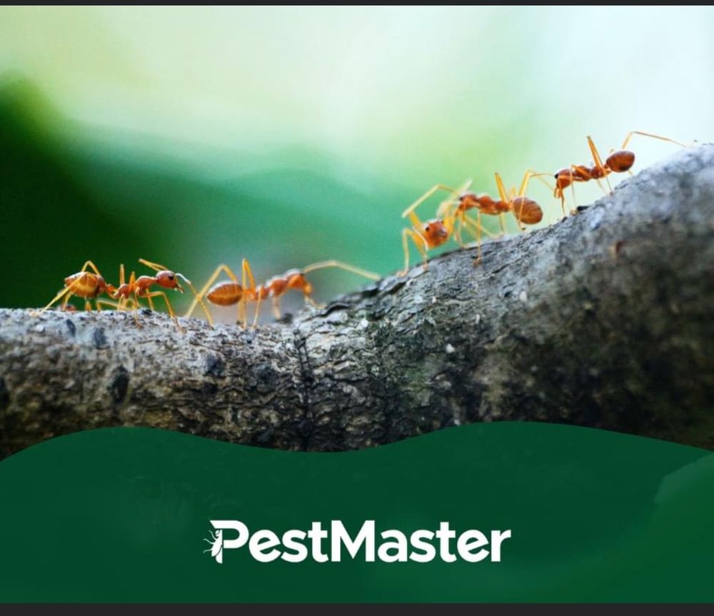PESTMASTER OF MARIETTA-ALPHARETTA - Updated December 2025 - Request a ...